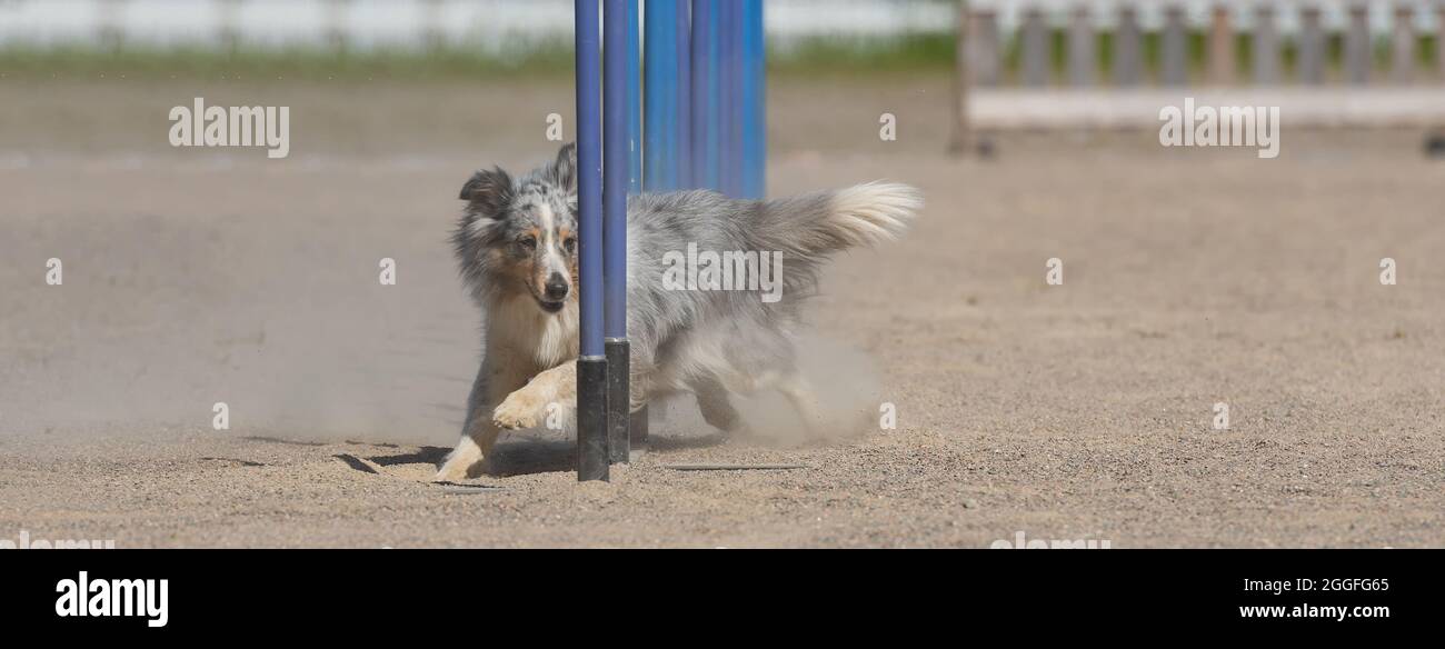 Shetland Sheepdog doing agility exercises for a competition Stock Photo ...