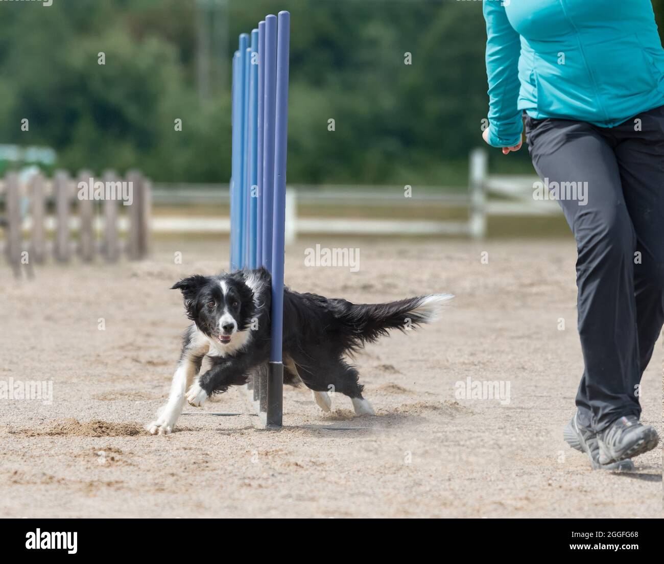 Border Collie dog doing agility exercises in a competition Stock Photo ...