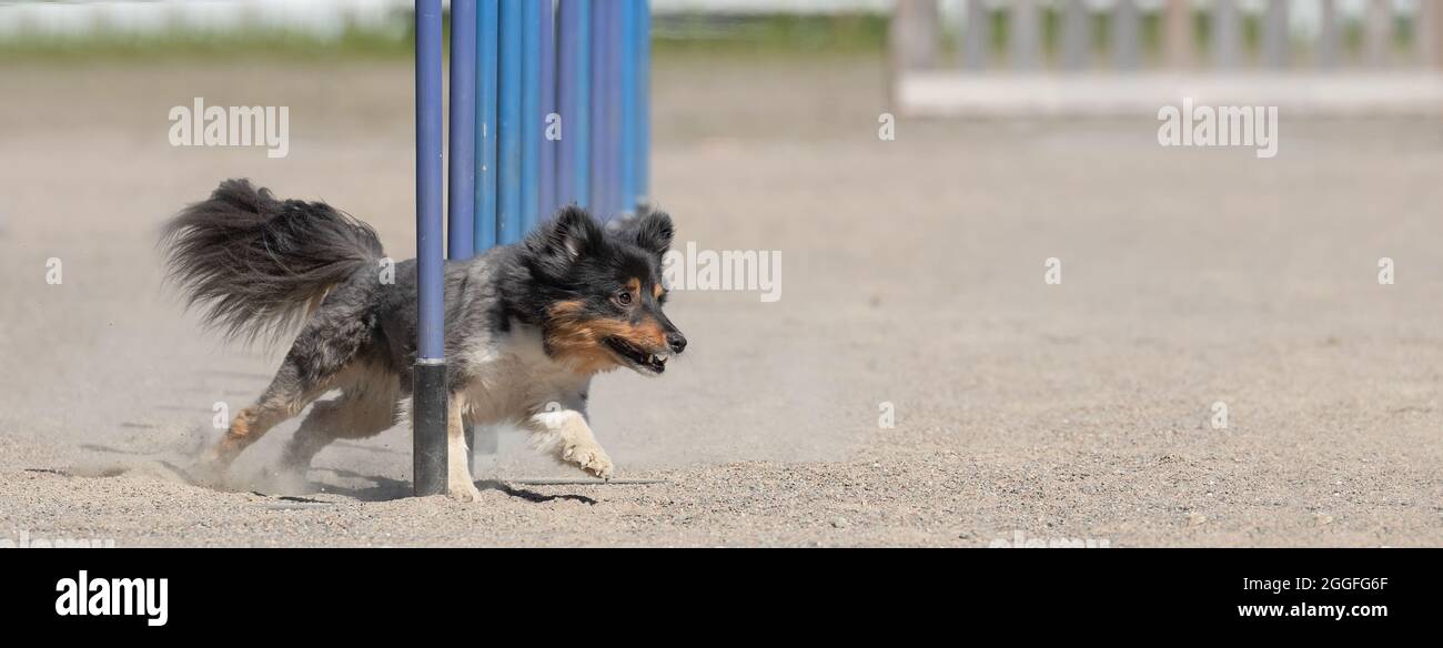 Shetland Sheepdog doing agility exercises for a competition Stock Photo ...