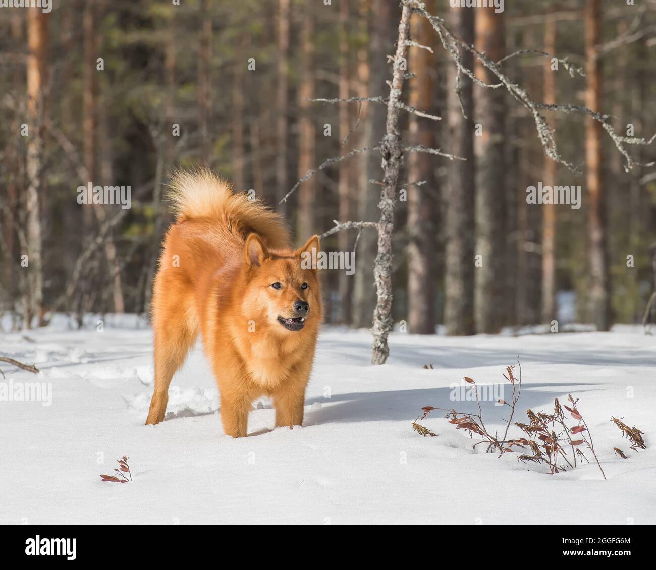 Young Finnish Spitz dog standing in the boreal forest on a sunny winter ...
