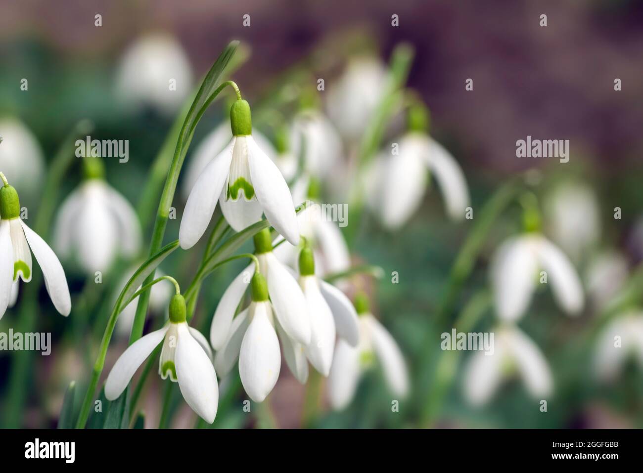 Beautiful white snowdrop flowers (Galanthus nivalis) are growing at ...