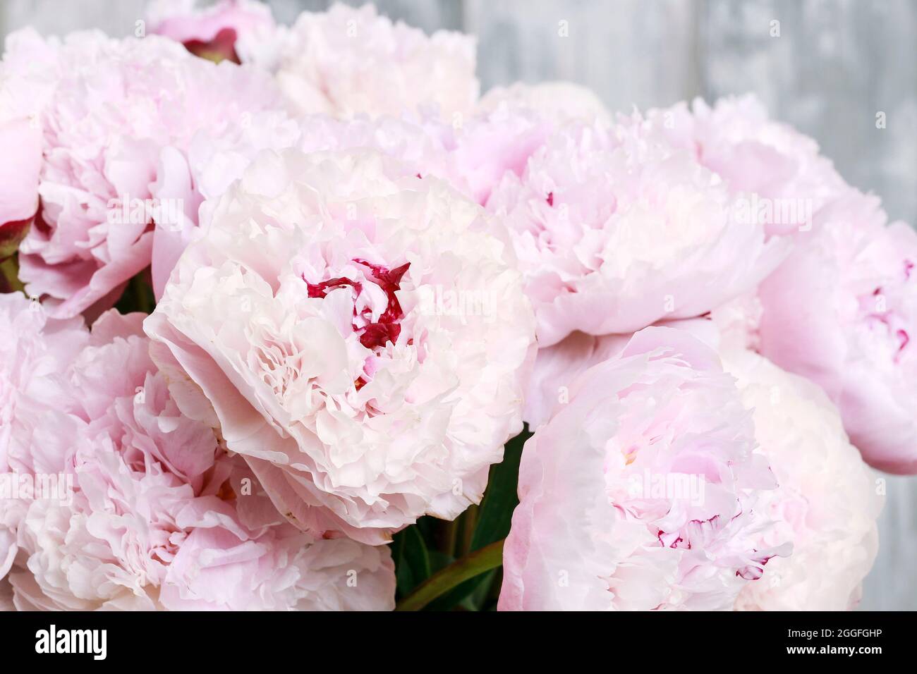 Bouquet of pink peonies. Spring decor Stock Photo - Alamy