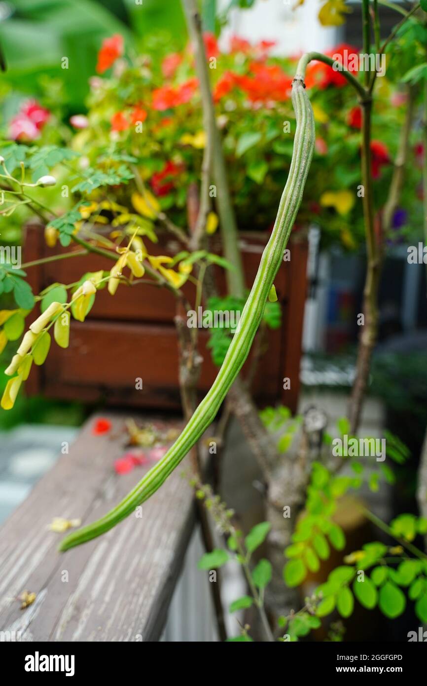 Muringa tree hi-res stock photography and images - Alamy