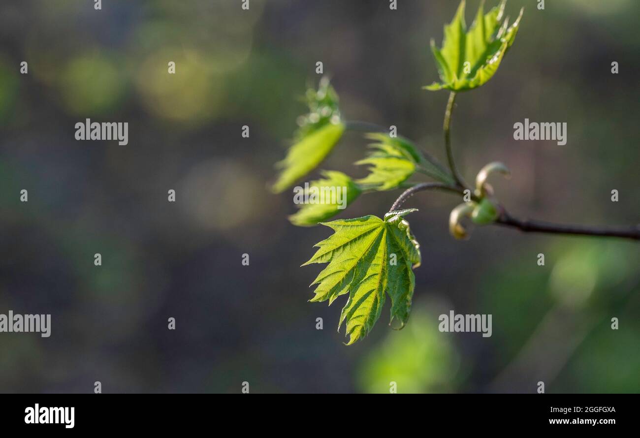 Fresh maple leaves hi-res stock photography and images - Alamy