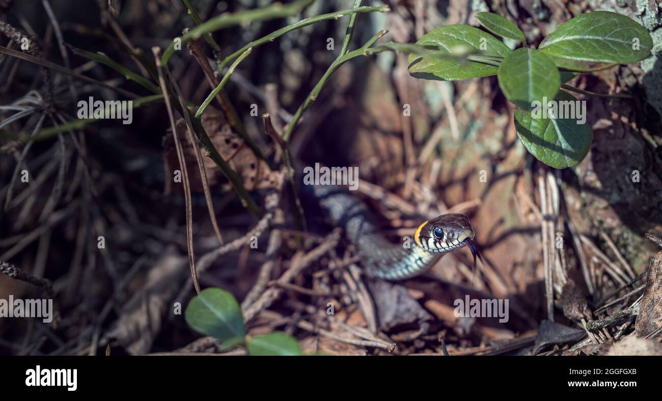 Portrait of small grass snake in the forest on sunny spring day Stock ...