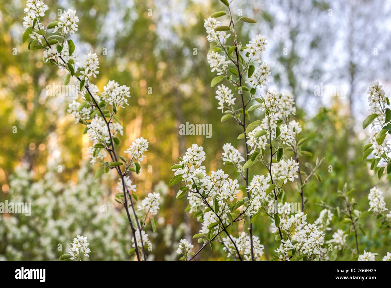 Shadblow serviceberry hi-res stock photography and images - Alamy
