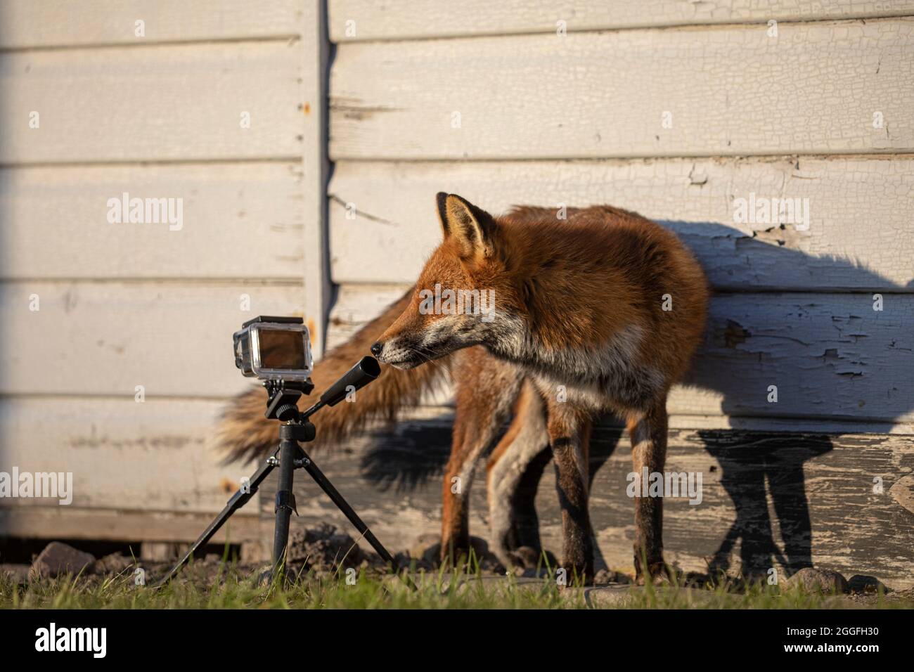 GoPro in action, filming an urban fox, Aberdeen, Scotland Stock Photo ...