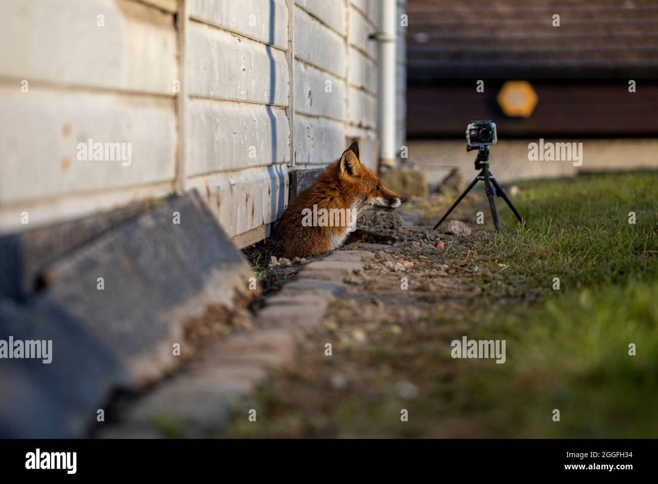 GoPro in action, filming an urban fox, Aberdeen, Scotland Stock Photo ...