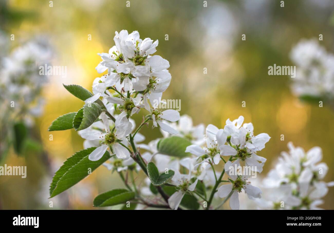 Just sarvis hi-res stock photography and images - Alamy