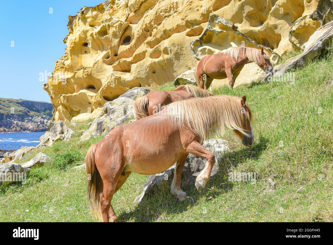 Basque mountain horse hi-res stock photography and images - Alamy