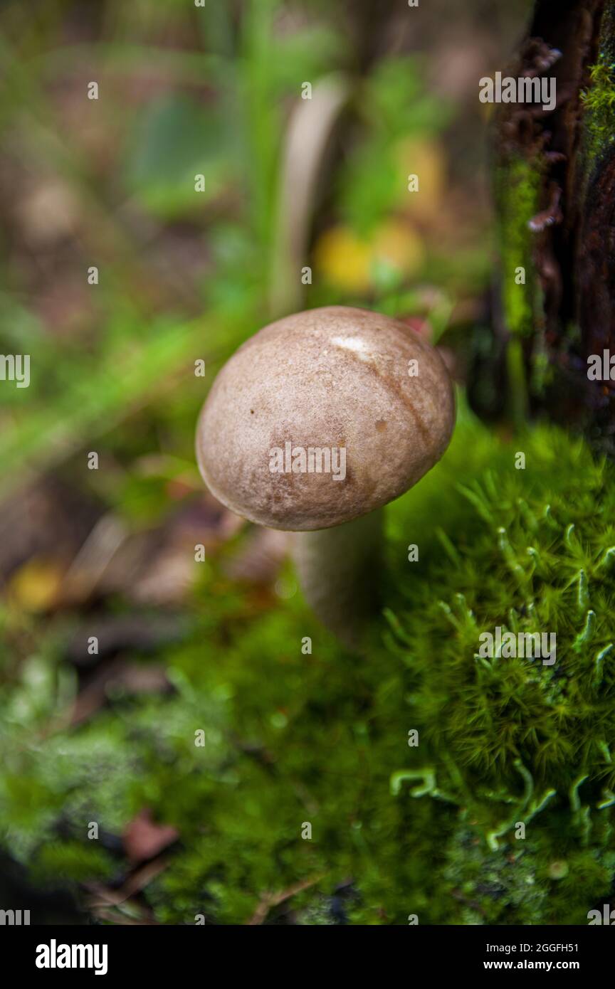 Young gray birch bolete mushroom growing in different amazing species ...