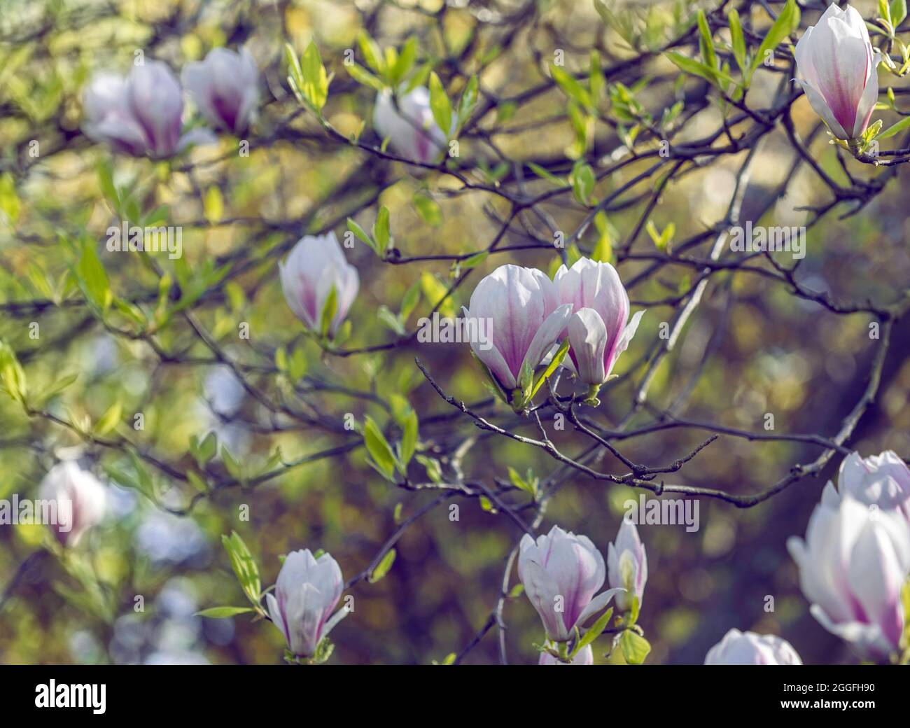 Magnolia branches hi-res stock photography and images - Alamy