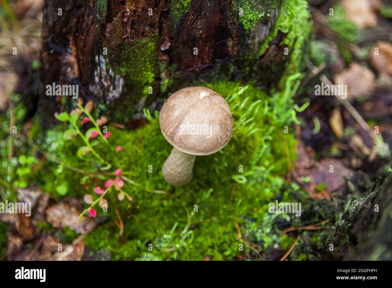 Young gray birch bolete mushroom growing in different amazing species ...