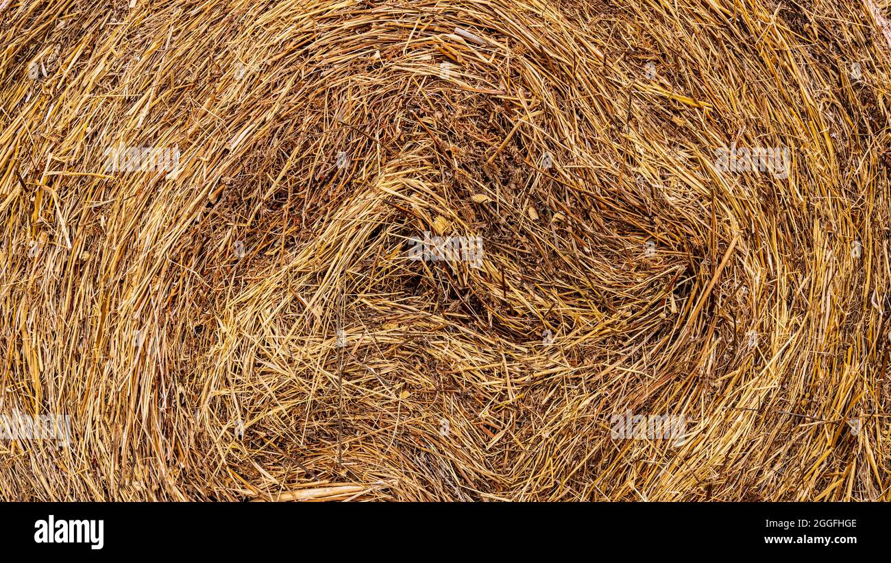 yellow hay bale texture. straw backdrop Stock Photo - Alamy