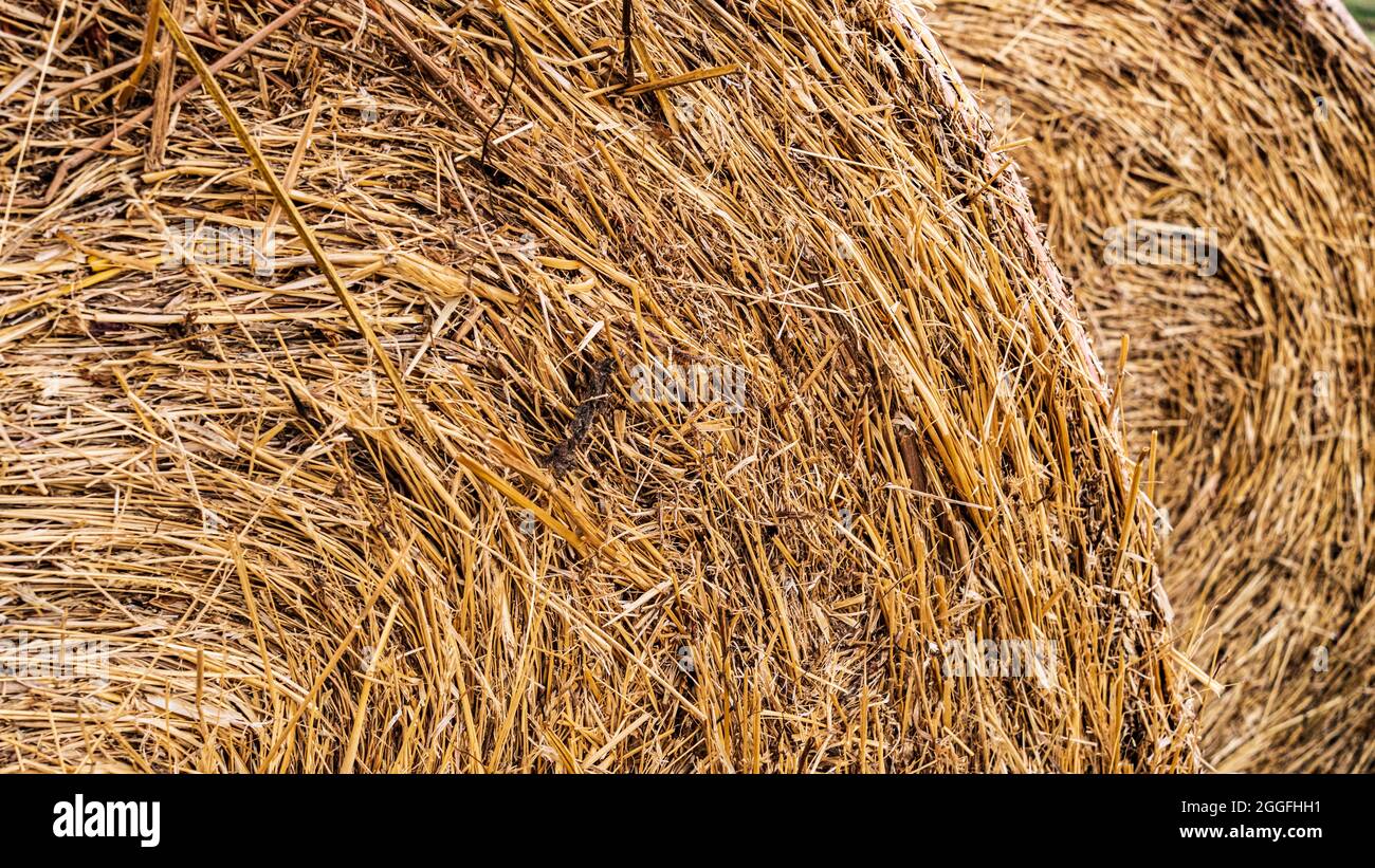 yellow hay bale texture. straw backdrop Stock Photo - Alamy