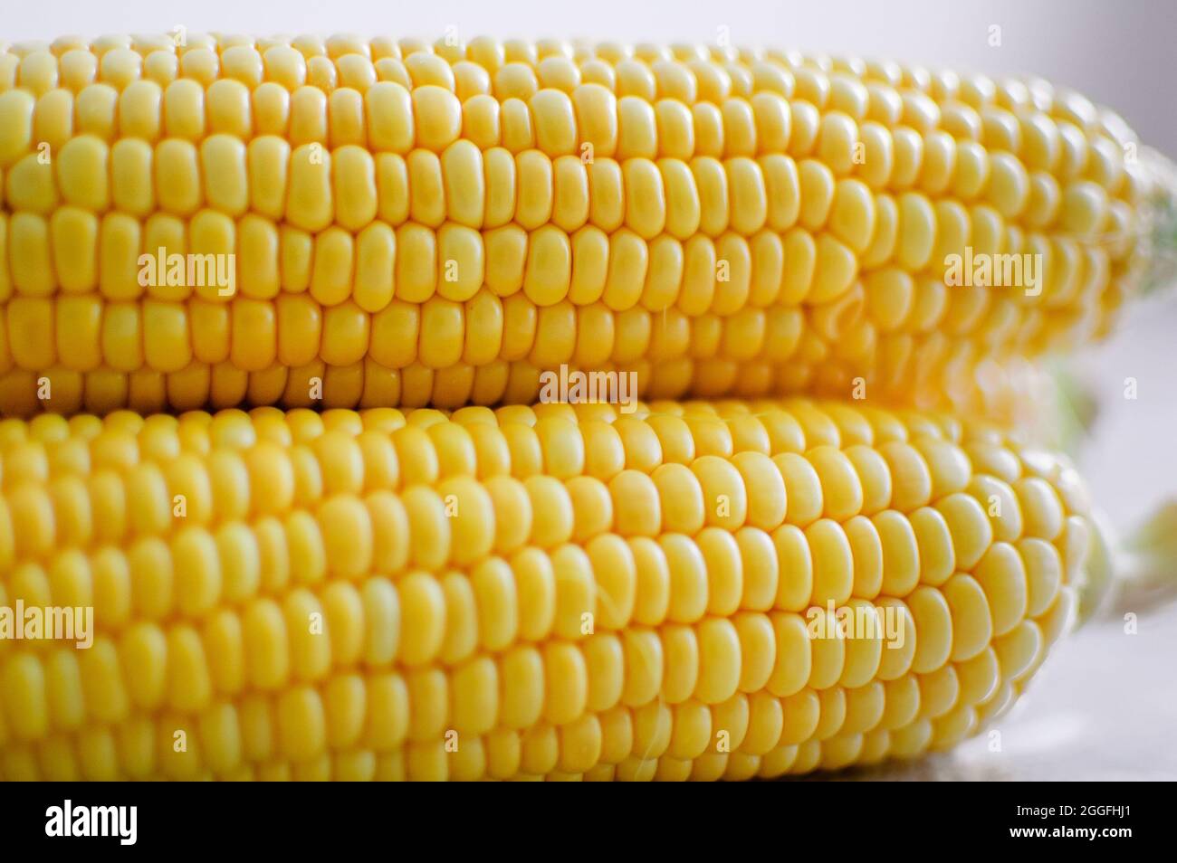 Close up shot of corn cobs, yellow grains of maize. Agriculture and ...
