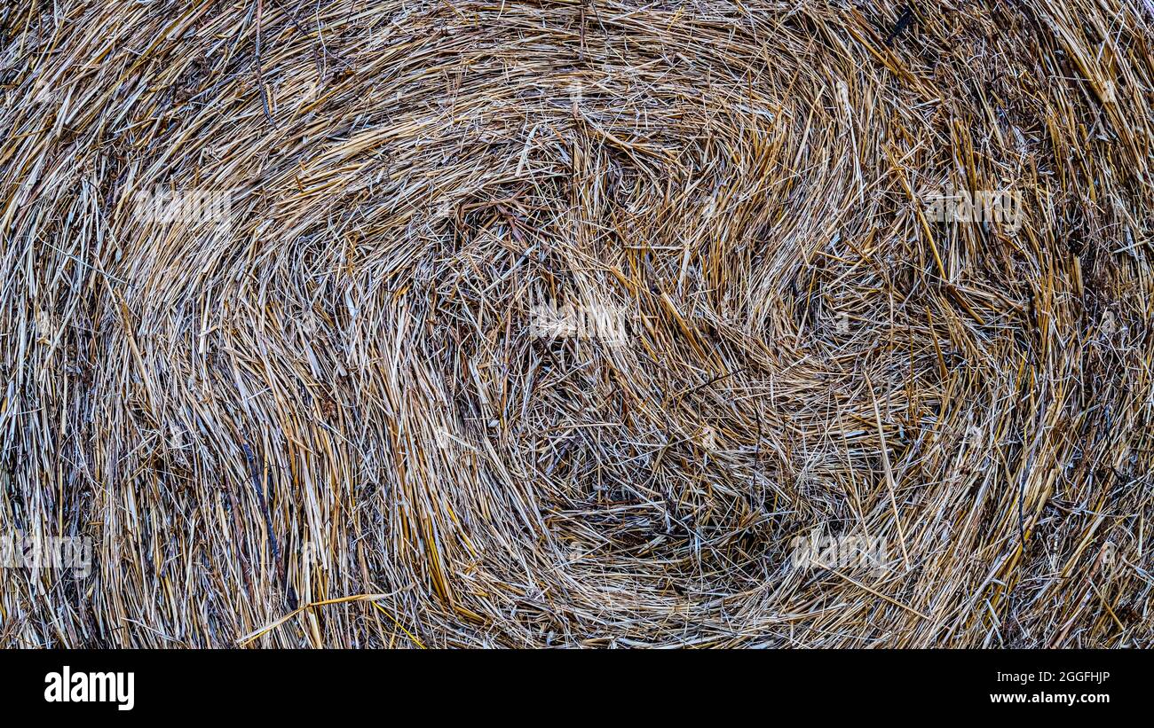 yellow hay bale texture. straw backdrop Stock Photo - Alamy
