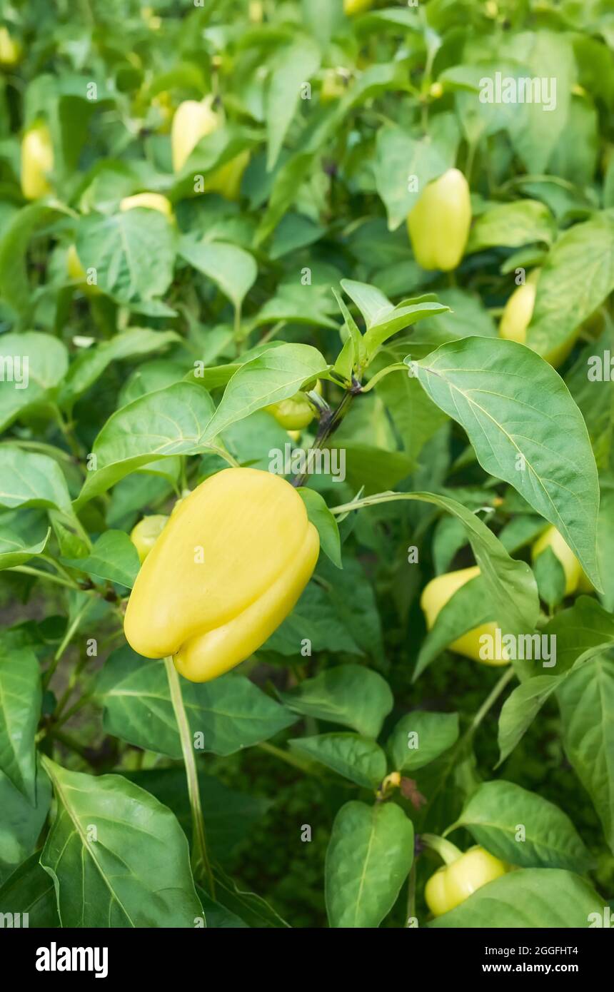 Close up picture of yellow pepper in an organic farm greenhouse ...