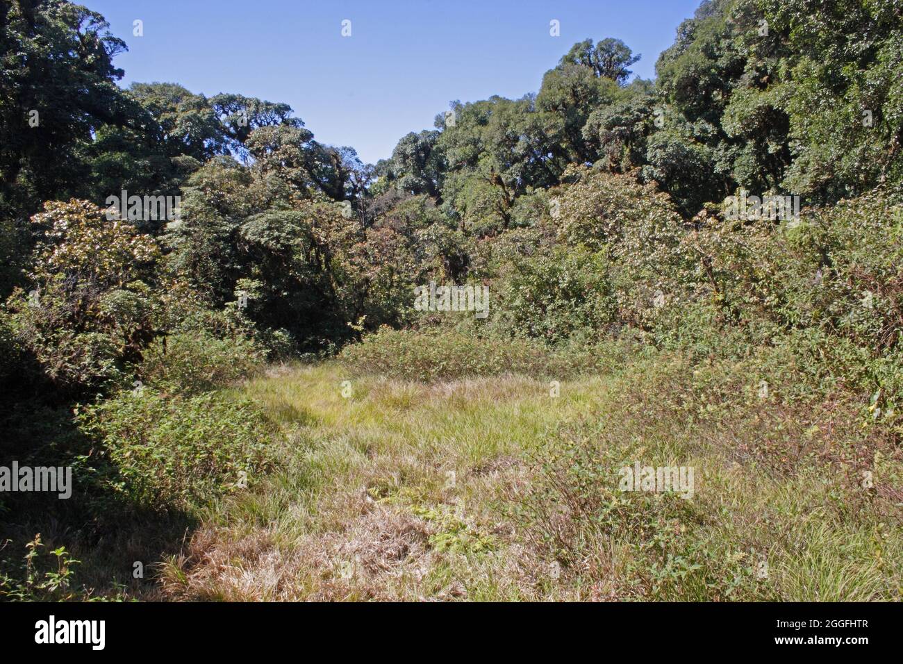 sphagnum bog at the summit of mountain Doi Inthanon NP, Thailand ...
