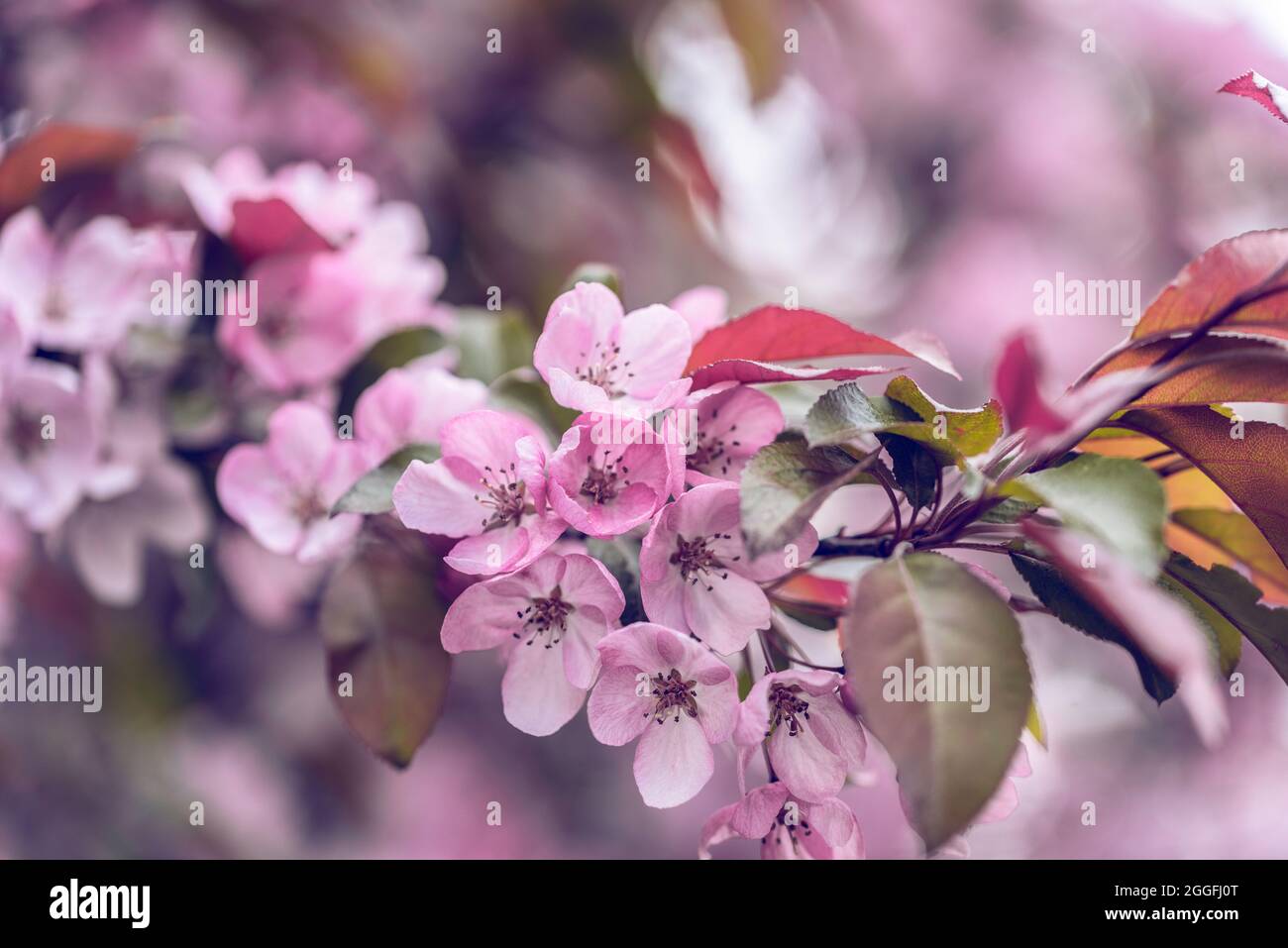 Decorative apple tree hi-res stock photography and images - Alamy