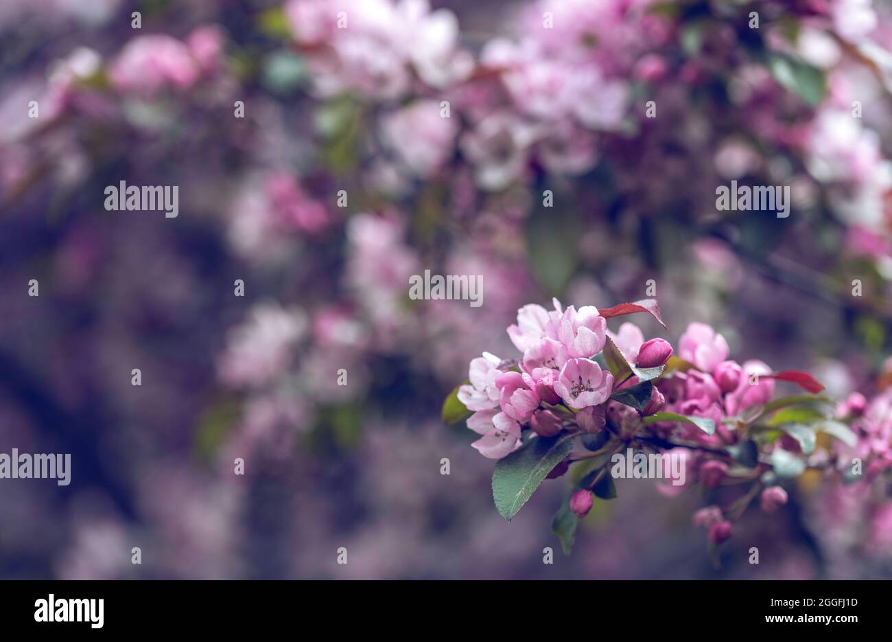 Decorative apple tree hi-res stock photography and images - Alamy