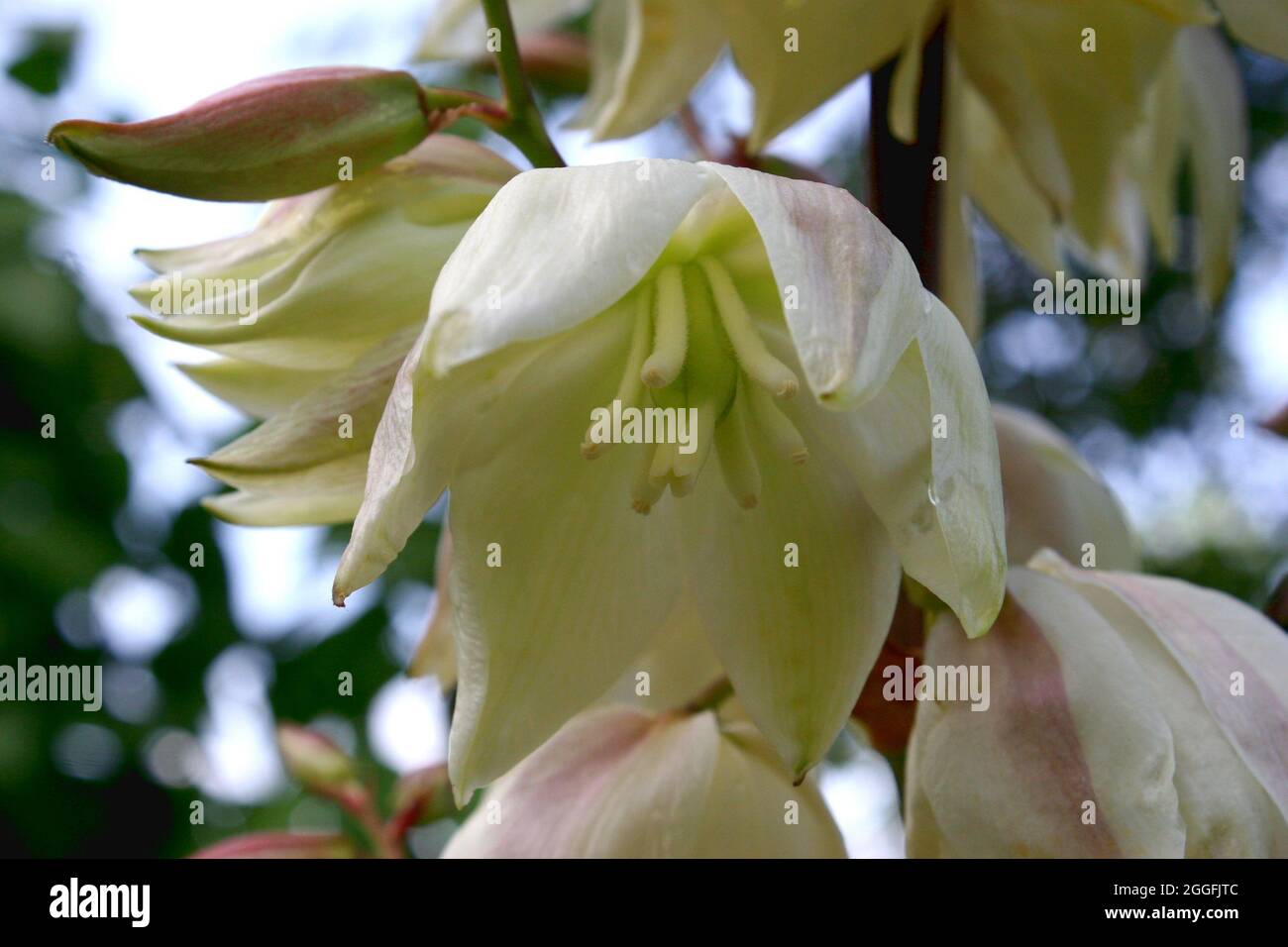 Soapweed hi-res stock photography and images - Alamy