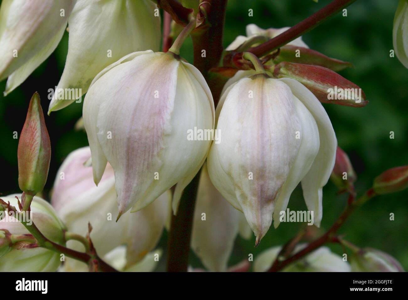 Soapweed hi-res stock photography and images - Alamy
