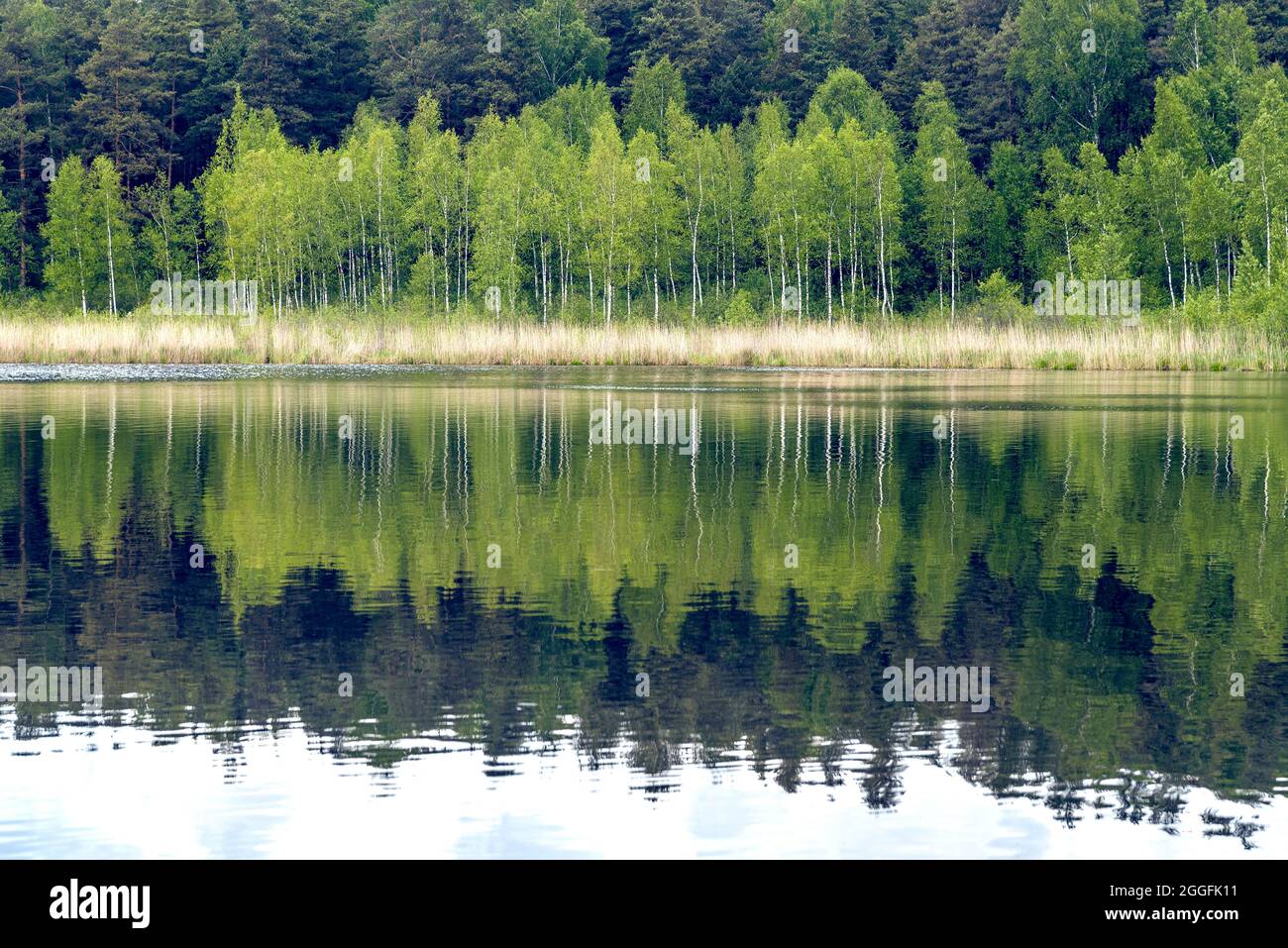 Birch trees reflected in a water on forest lake at spring Stock Photo ...