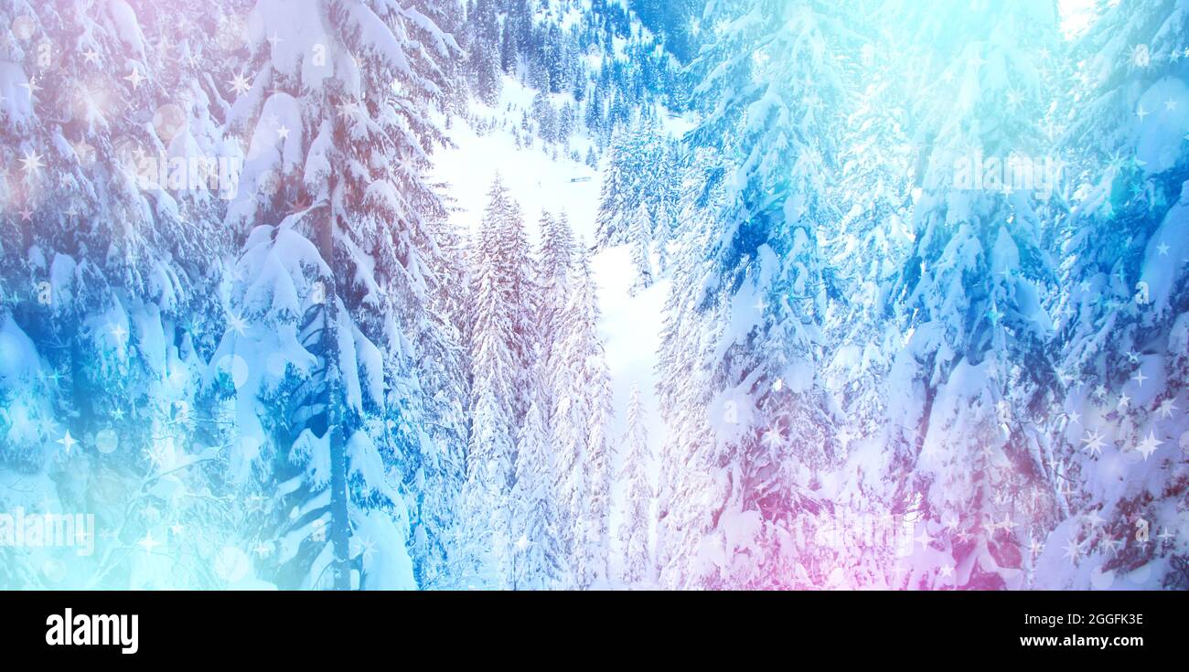 Winter Sparkle Background with Pine Trees and Snow Stock Photo - Alamy