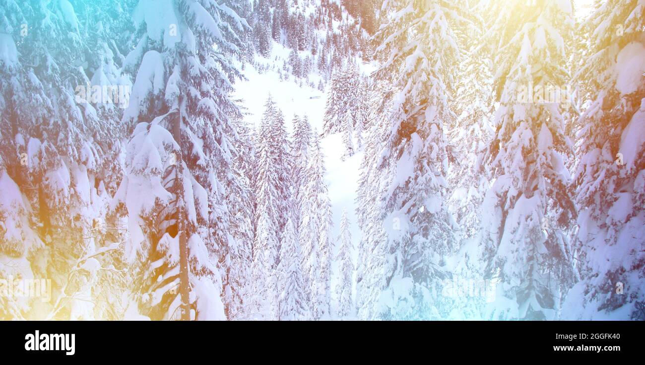 Winter Sparkle Background with Pine Trees and Snow Stock Photo - Alamy