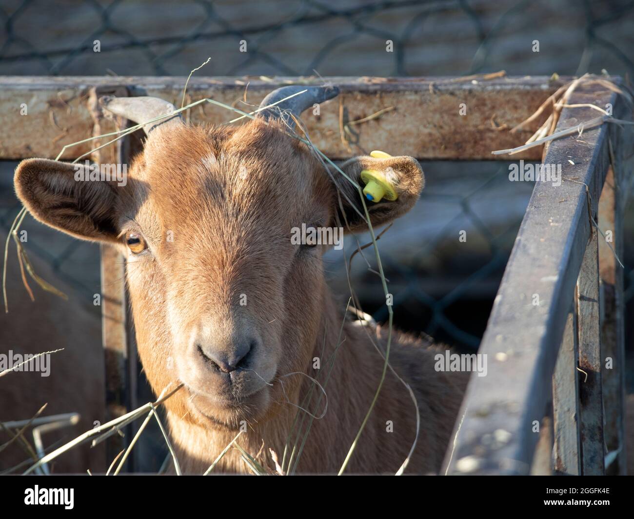 Photographic documentation of a portrait of the life of the domestic ...
