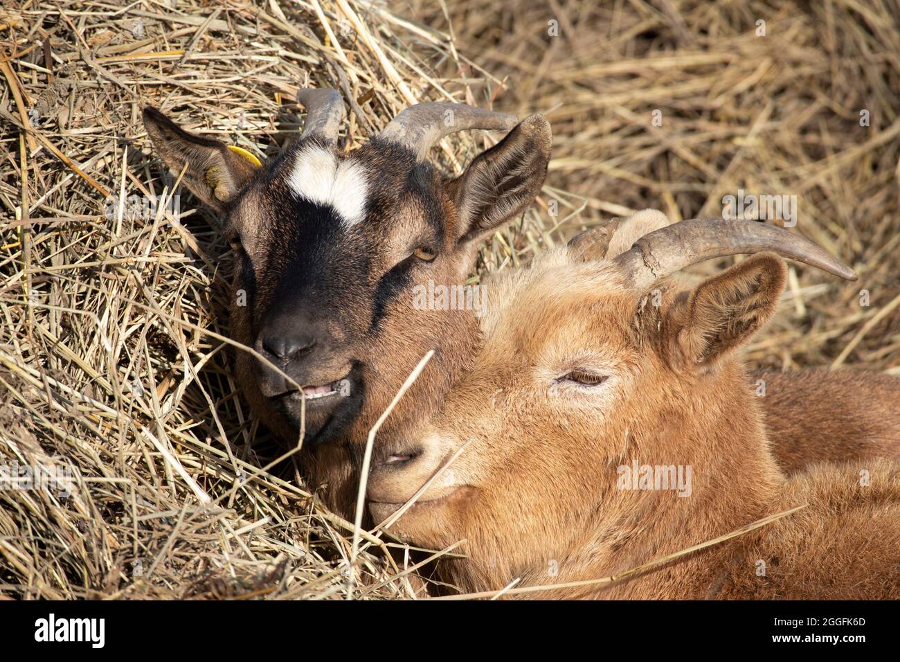 Photographic documentation of a portrait of the life of the domestic ...