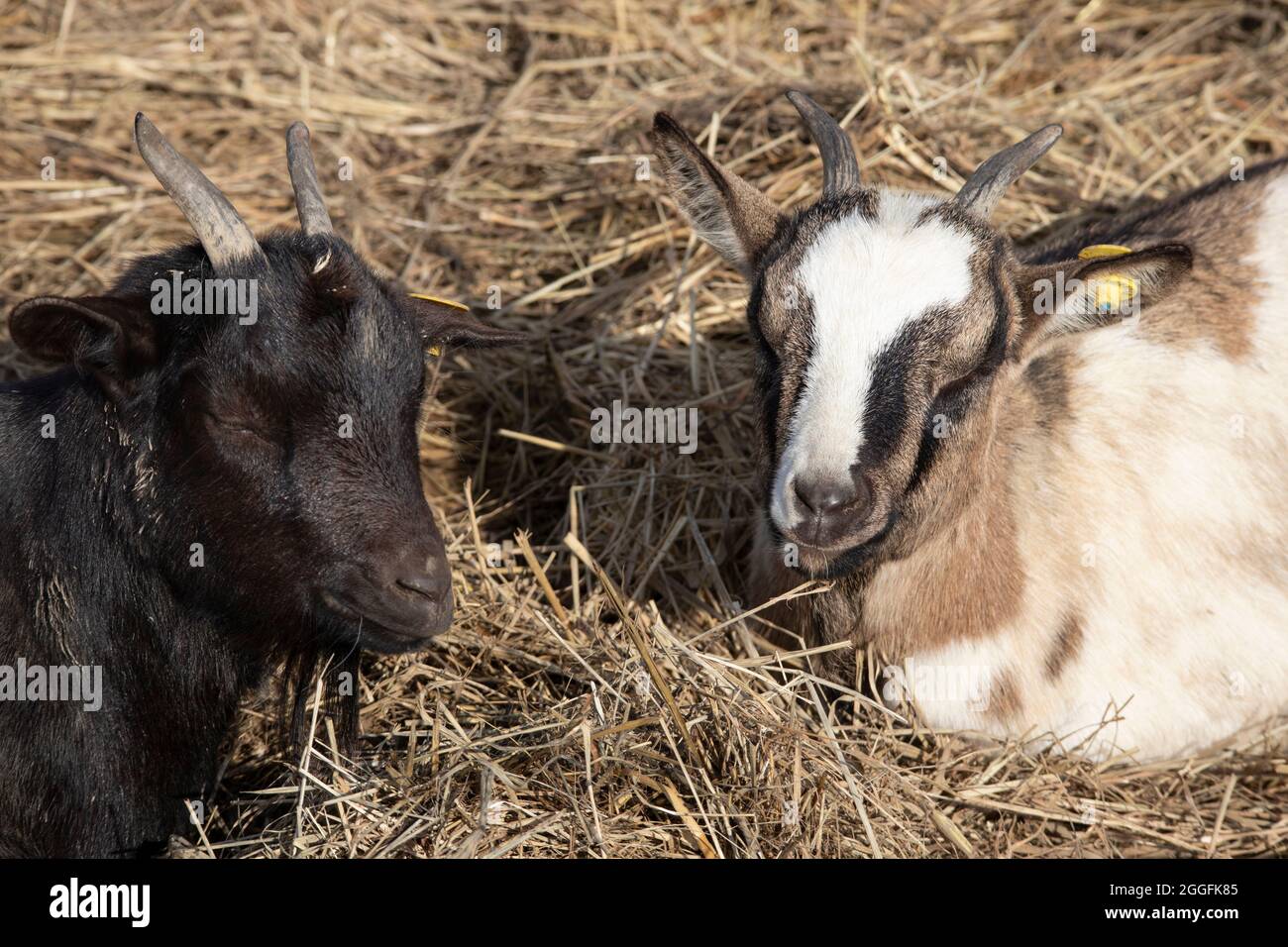 Photographic documentation of a portrait of the life of the domestic ...