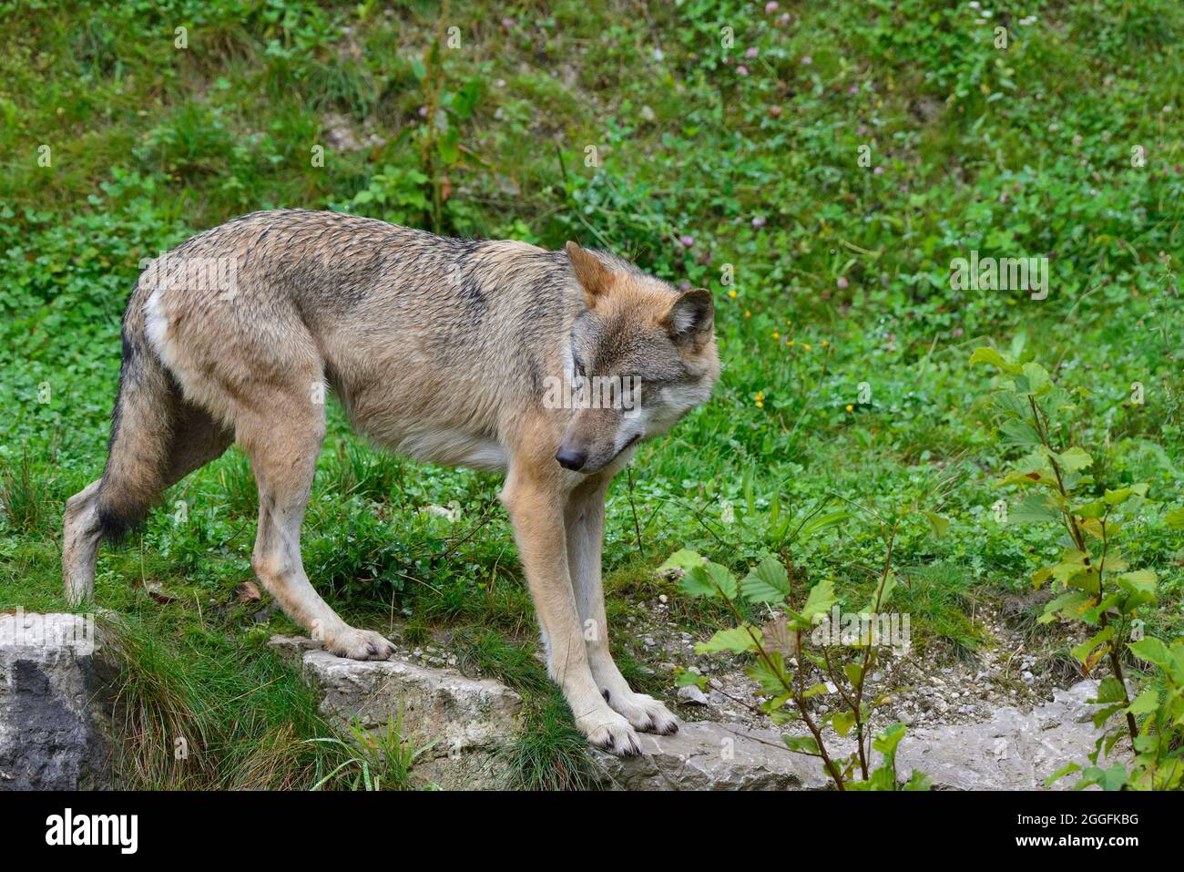 Cumberland Wildlife Park Grünau, Upper Austria, Austria.Wolf (Canis ...