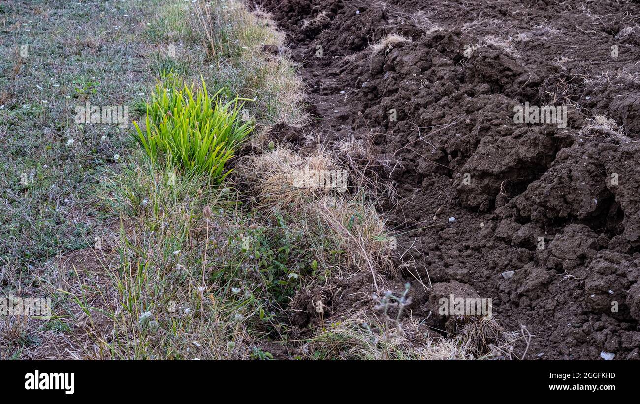 Plants with clods of earth High Resolution Stock Photography and Images ...