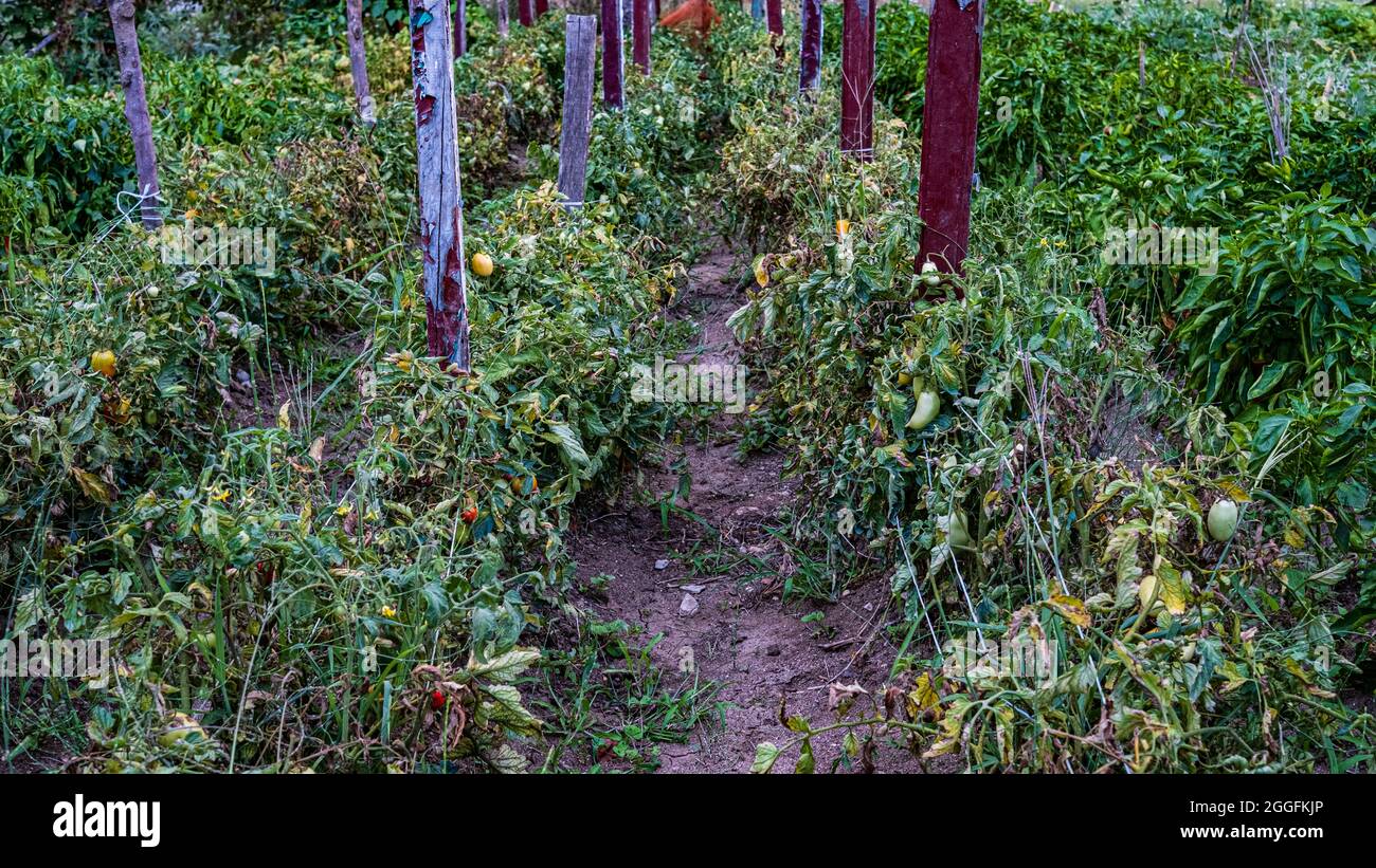 Row of sticks hi-res stock photography and images - Alamy