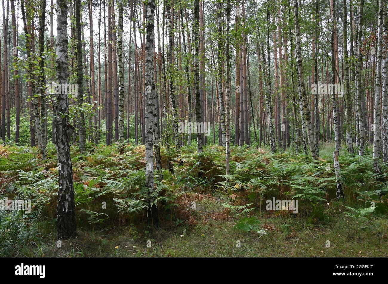 Birch and pine forest in Brandenburg Stock Photo - Alamy