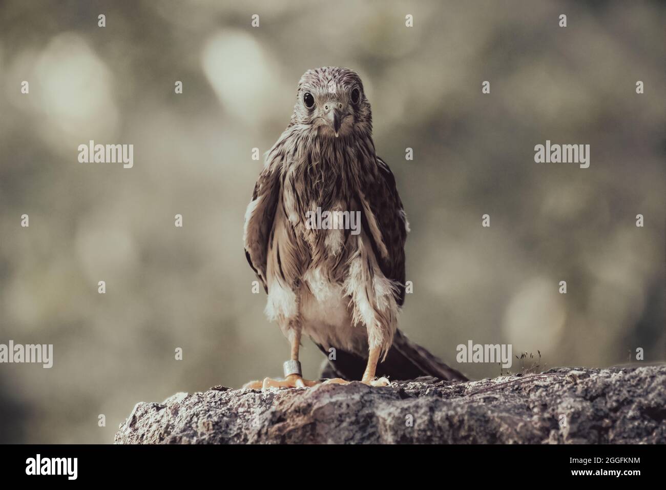 Kestrel bird hunting insect hi-res stock photography and images - Alamy