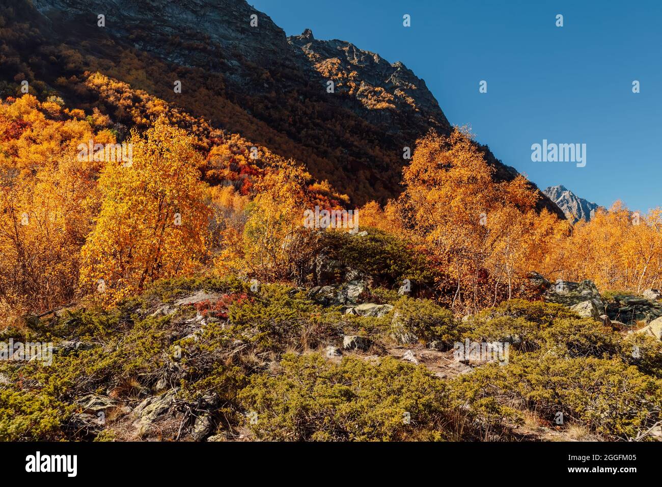 Mountains and autumnal forest in Europe. High mountain landscape with ...