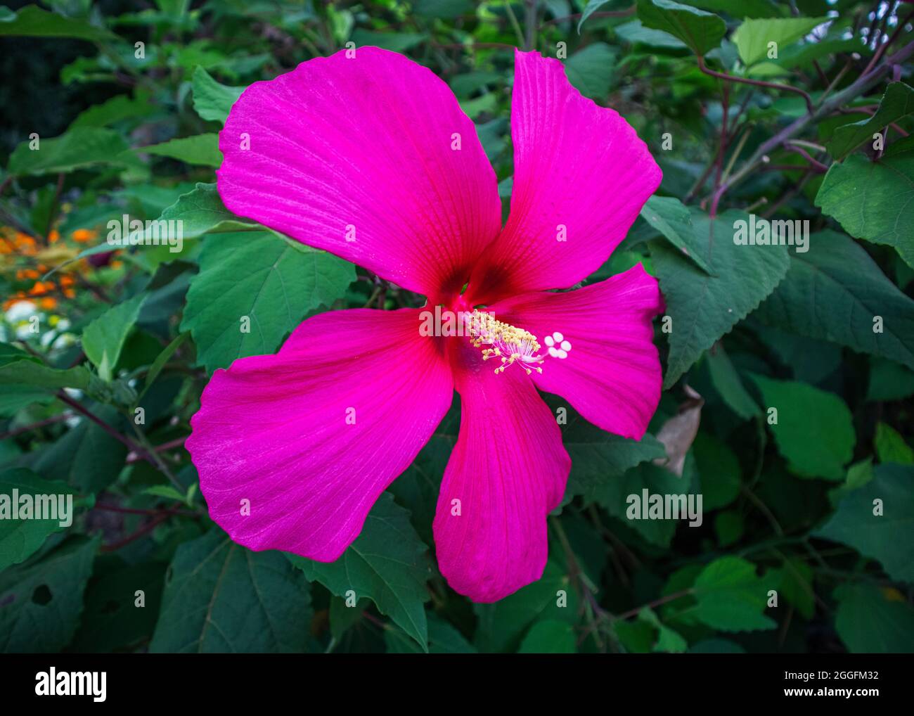 Large pink flower Stock Photo - Alamy