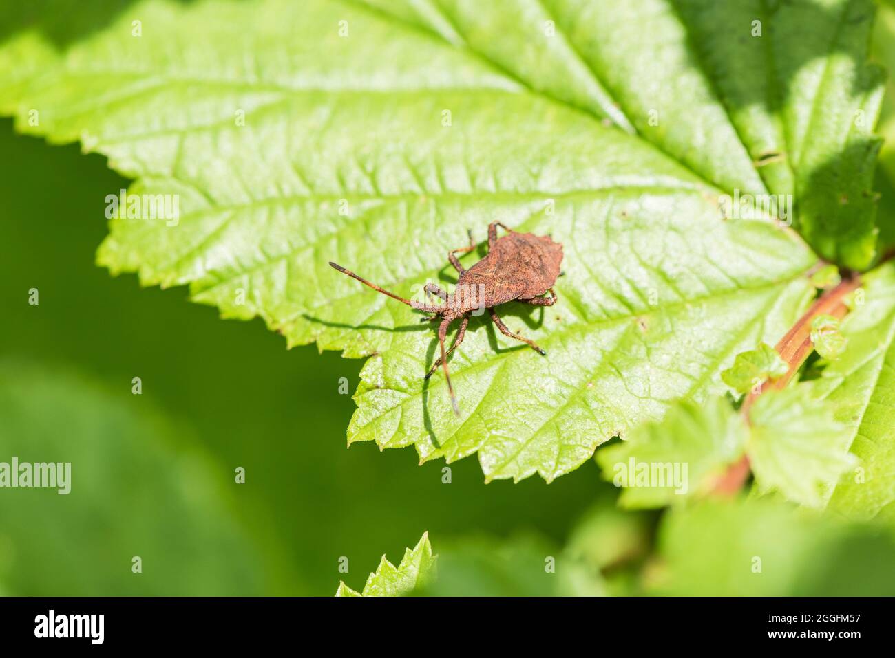 Dock bug nymph hi-res stock photography and images - Alamy