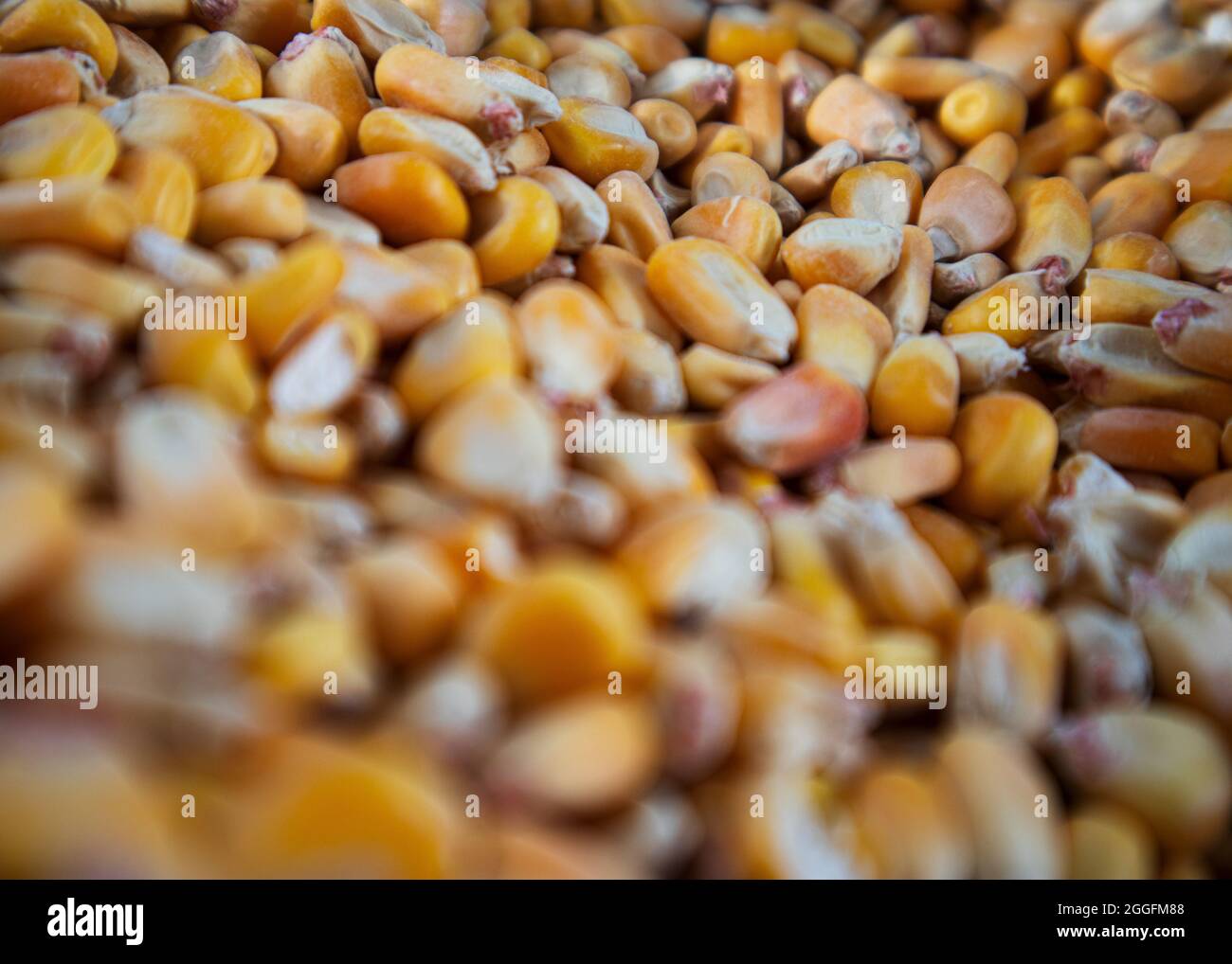 Pile of Corn Stock Photo - Alamy