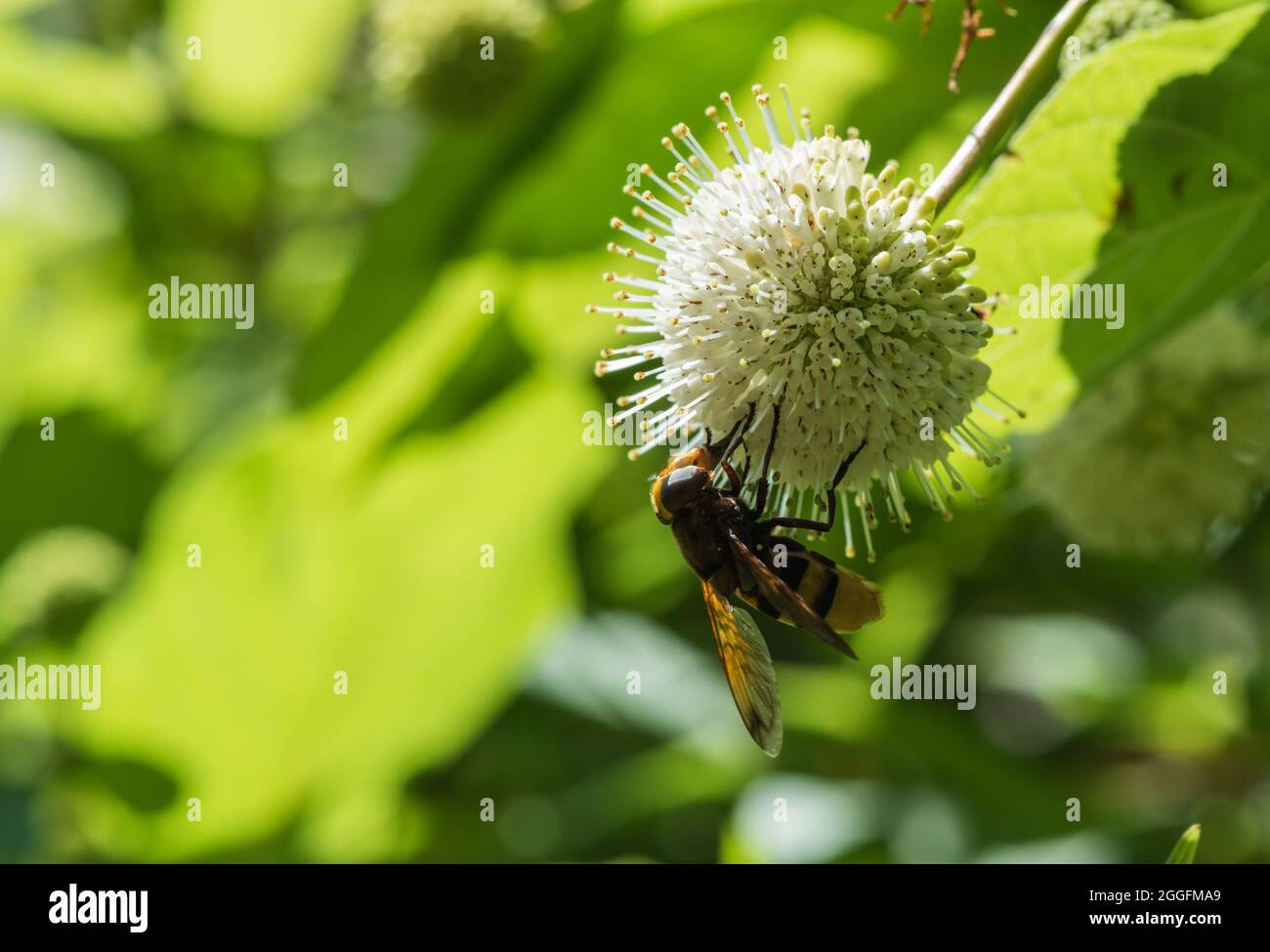 Foraging Hornet Hoverfly (Volucella zonaria), a Hornet mimic Stock Photo - Alamy