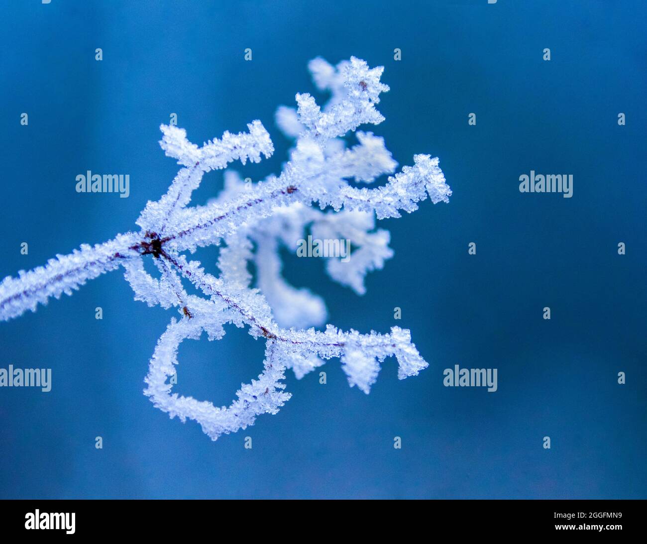 Zweig macro hi-res stock photography and images - Alamy