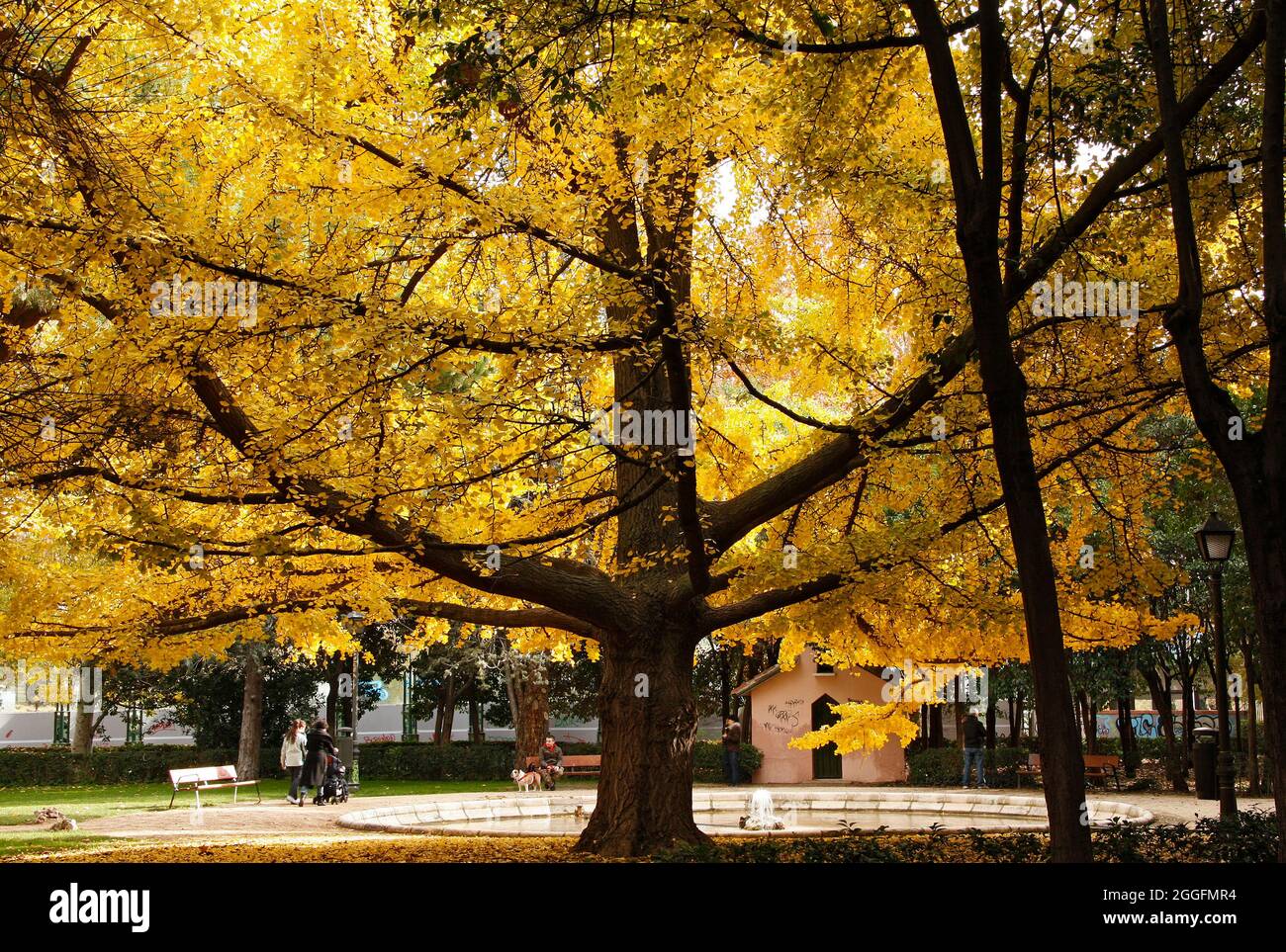 Spectacular specimen of Ginkgo in the middle of autumn showing its ...