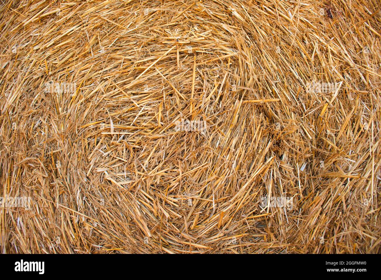 Straw used for the litter for horses in a riding school Stock Photo - Alamy