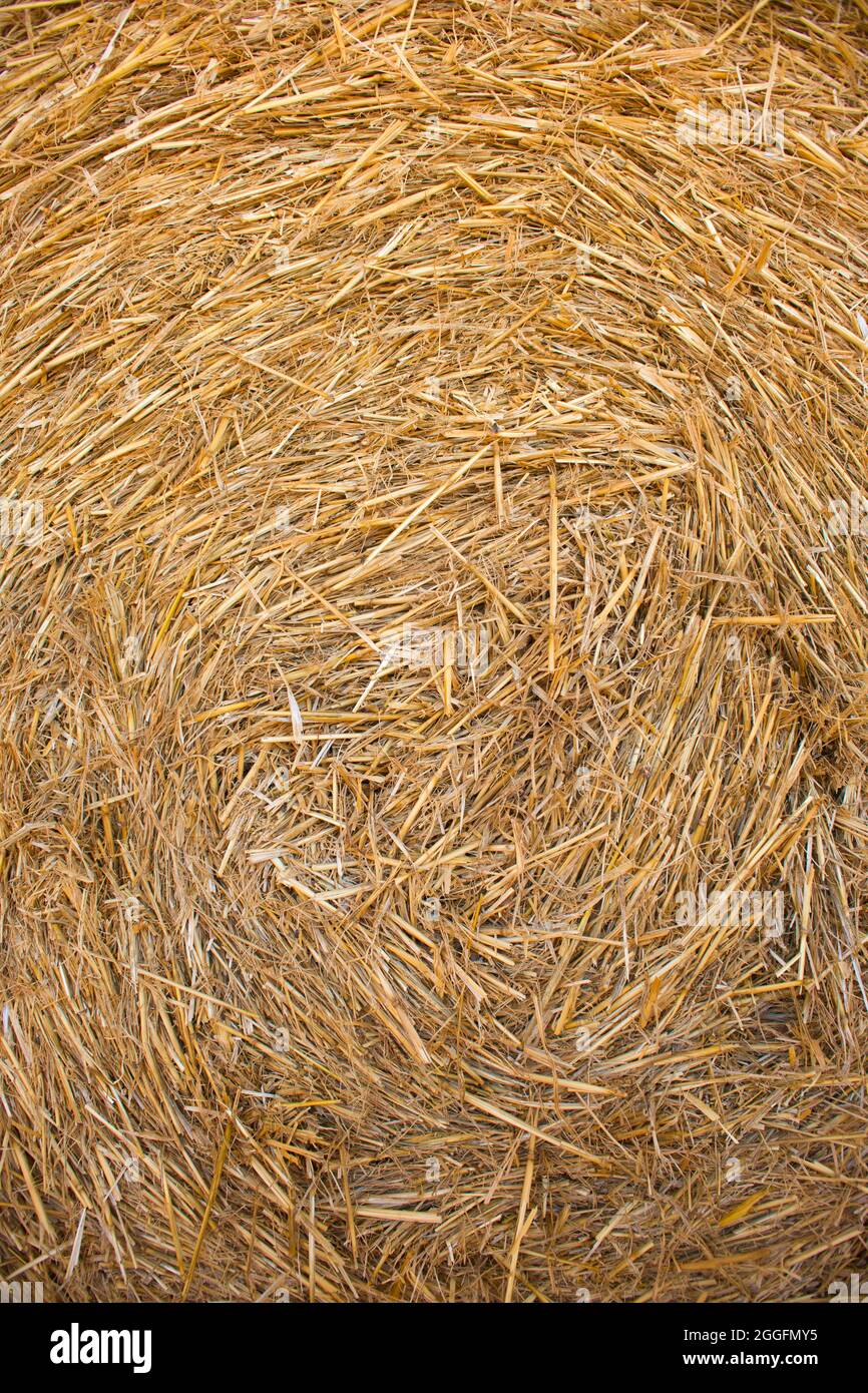 Texture hay straw used hi-res stock photography and images - Alamy