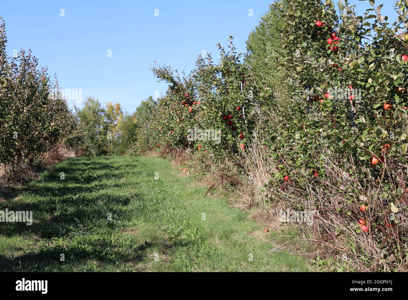Orchard path hi-res stock photography and images - Alamy