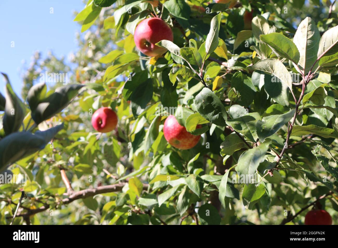 Apples in the orchard Stock Photo - Alamy