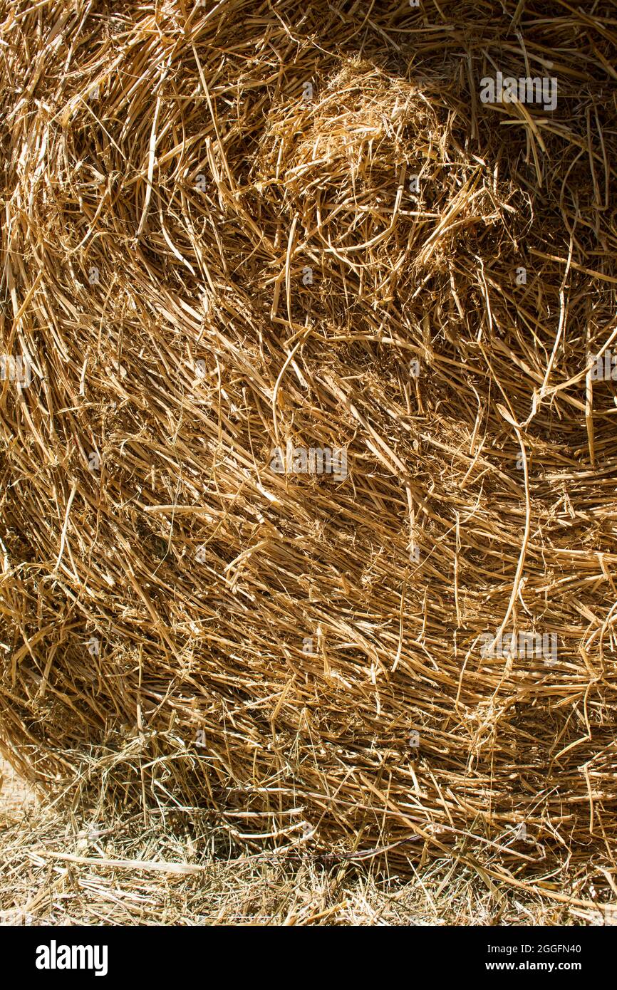 Cat riding a horse hi-res stock photography and images - Alamy